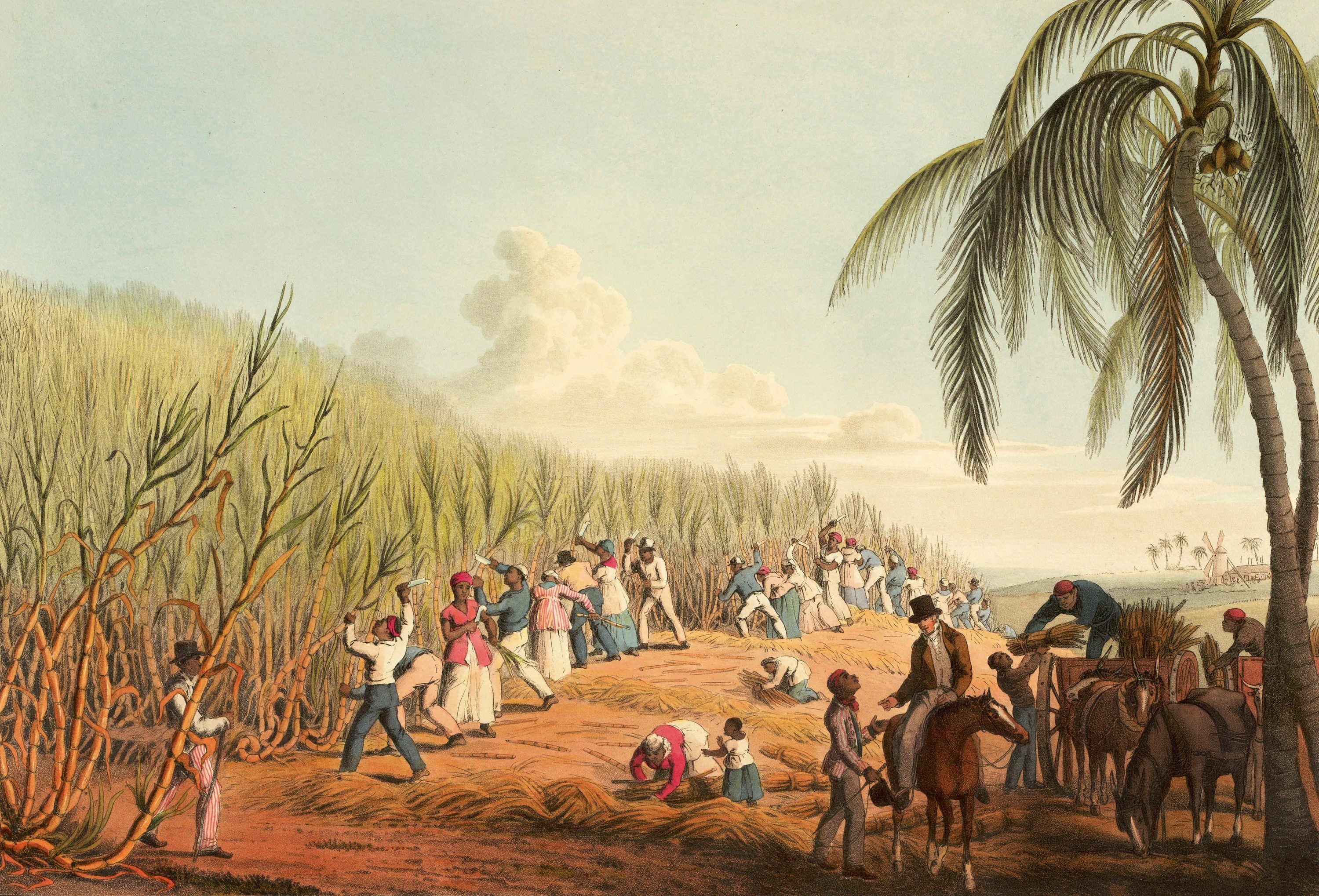 Le travail sur une plantation de canne à sucre aux Antilles
