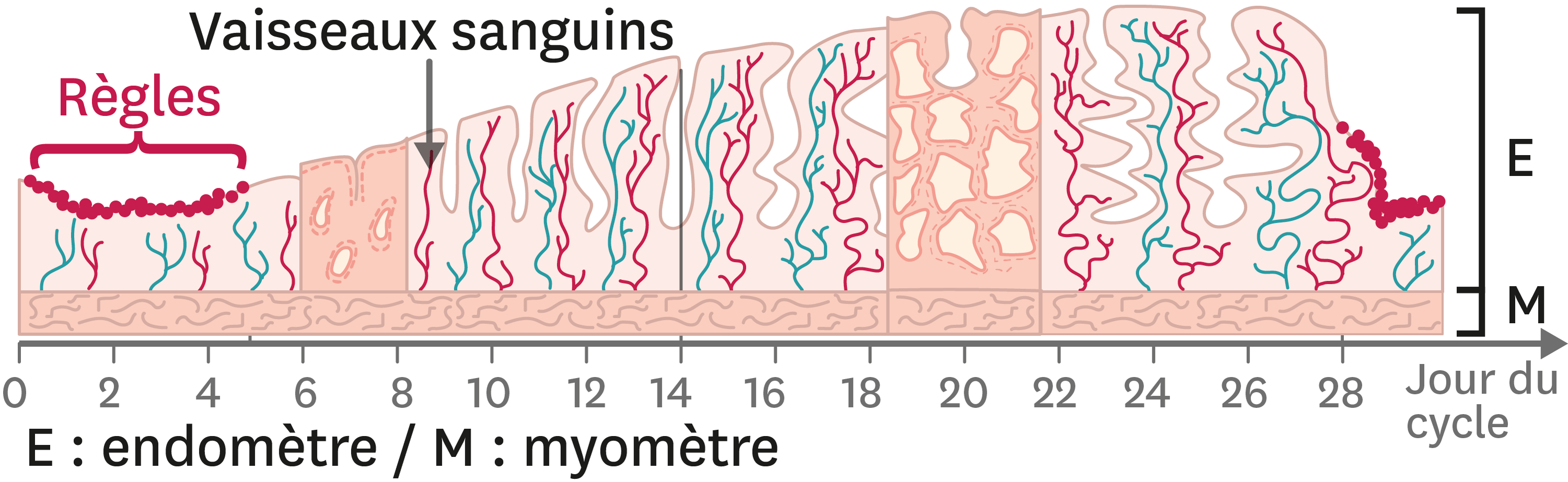 L’évolution de la muqueuse utérine au cours du cycle féminin.