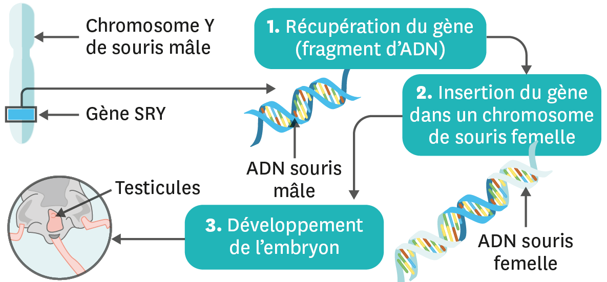 Expérience de transgenèse avec le gène SRY.