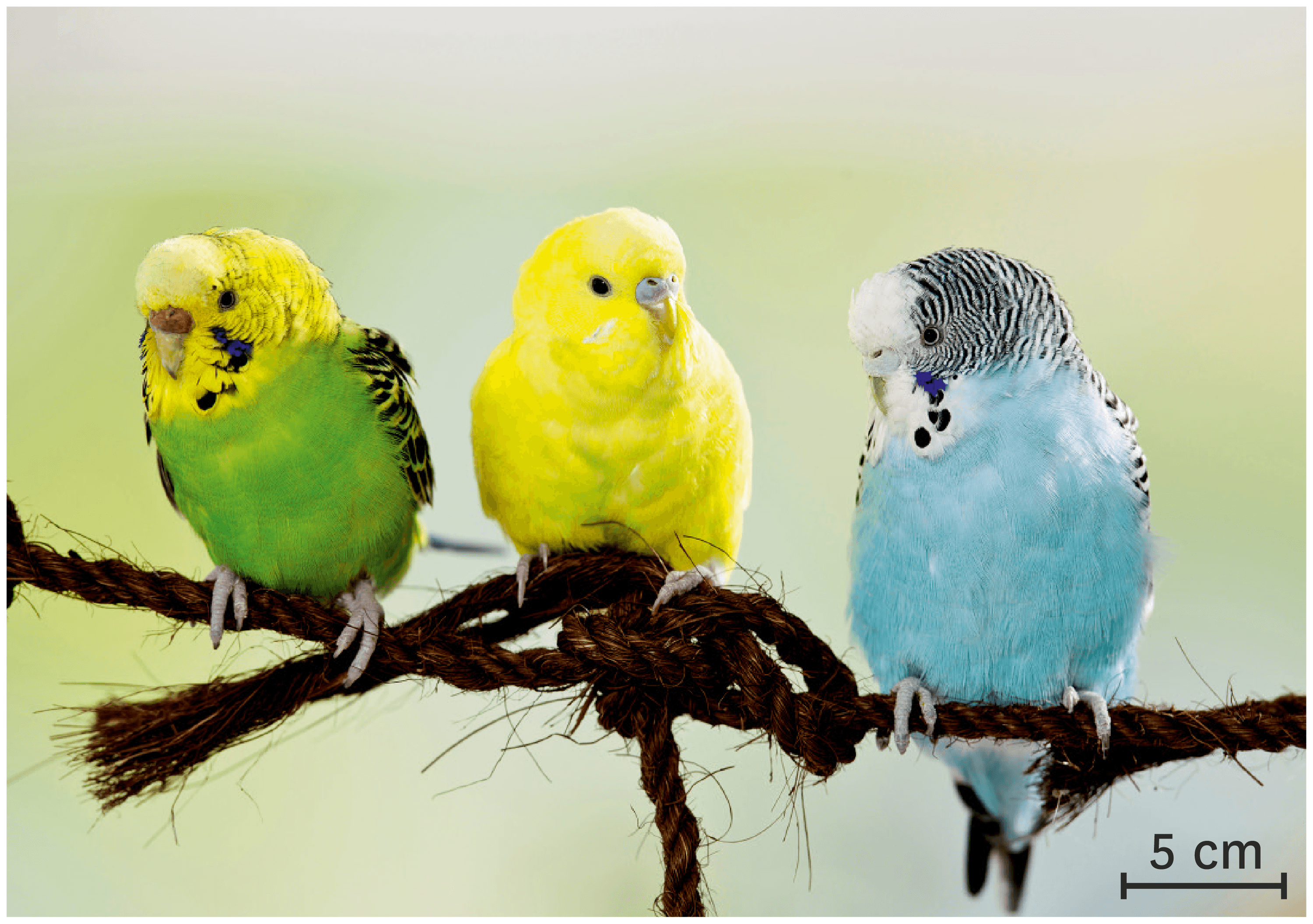 Perruches ondulées.