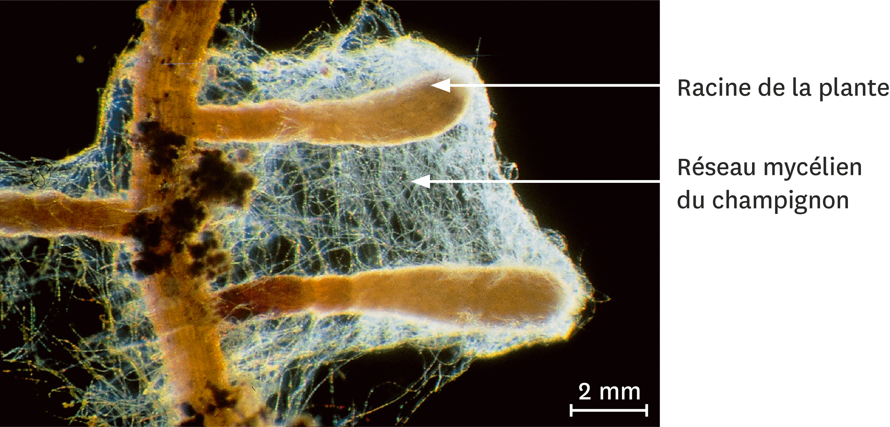 Observation d’une mycorhize.