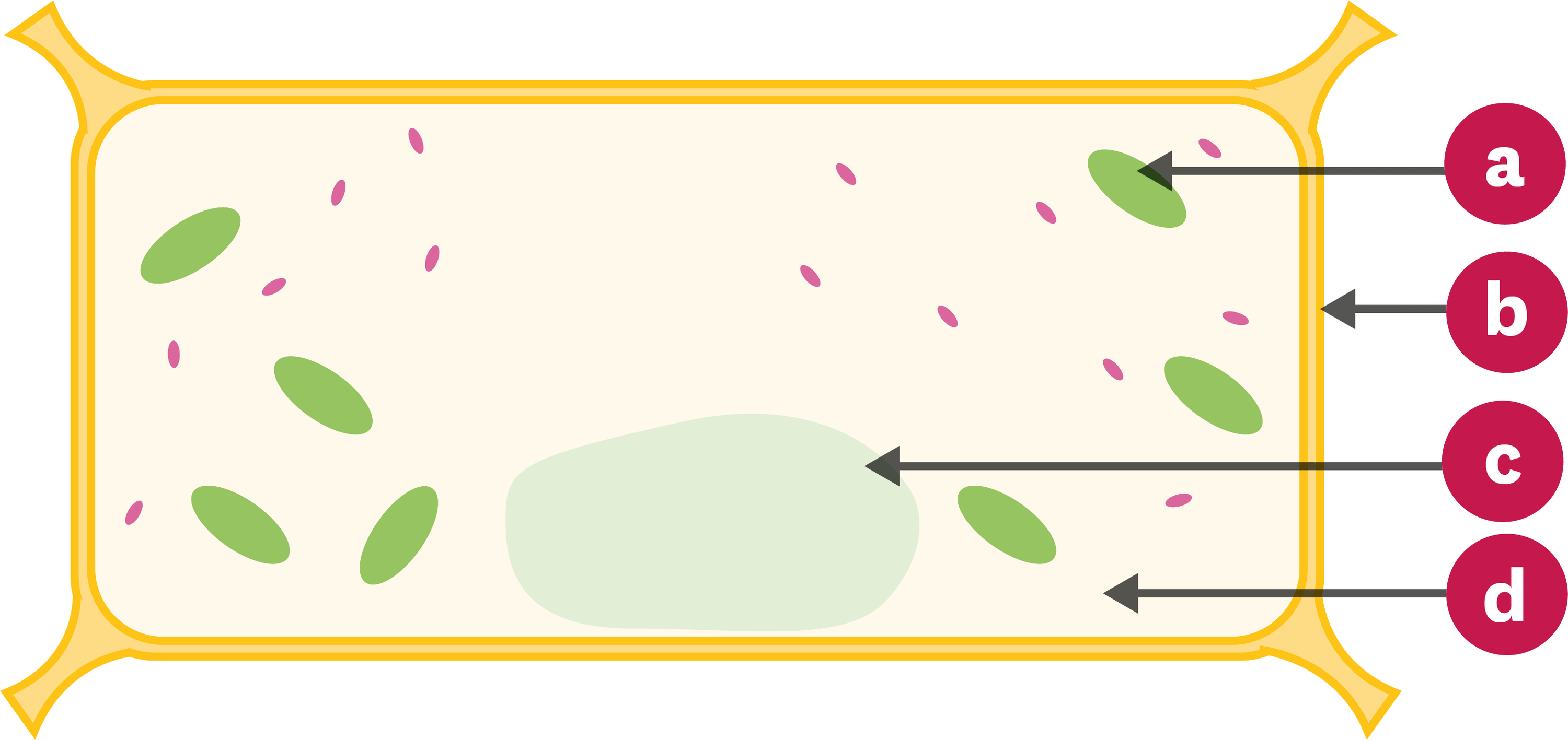 Schéma de la cellule végétale chlorophyllienne.