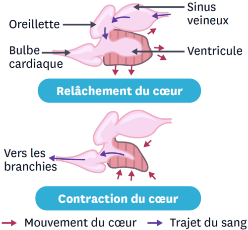 Les mouvements du cœur du poisson.