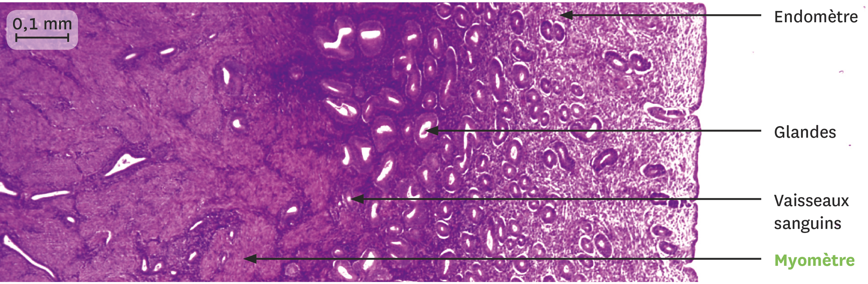 Une coupe de la muqueuse utérine juste après les règles observée au ...