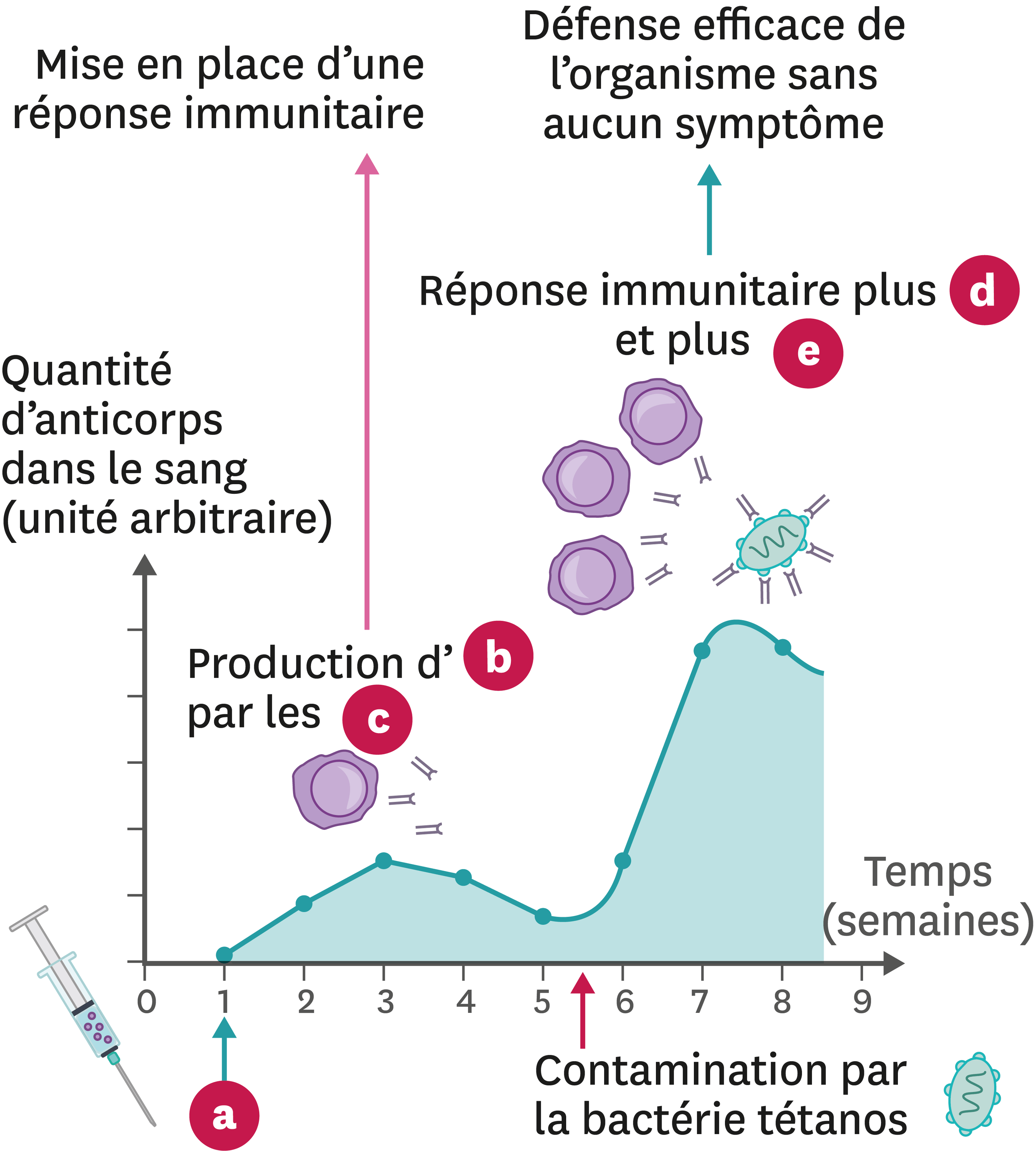 Schéma de la mémoire immunitaire. Schéma de la mémoire immunitaire.