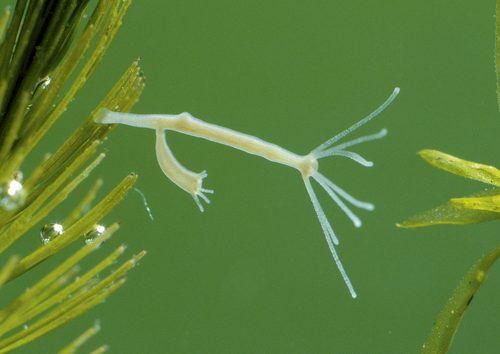 Une hydre dans un aquarium avec un bourgeon.