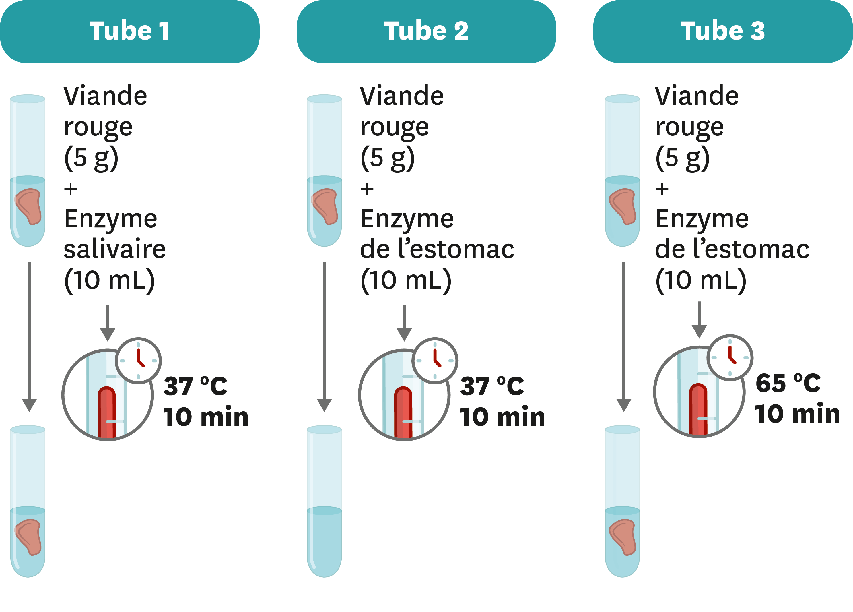 Des expériences de digestion de la viande rouge.