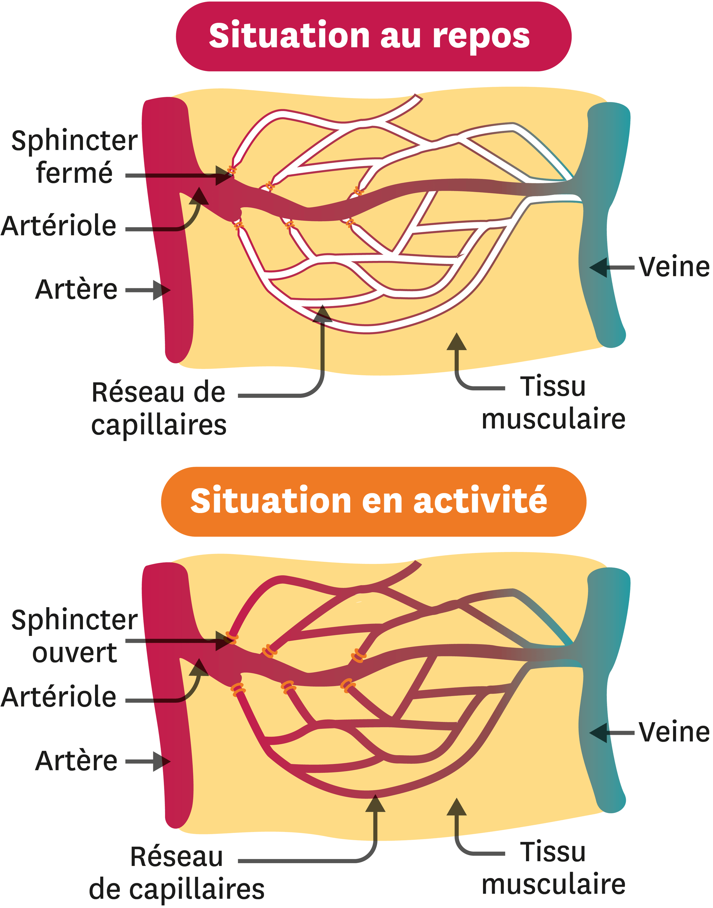 Le Débit Sanguin Dans Un Muscle 