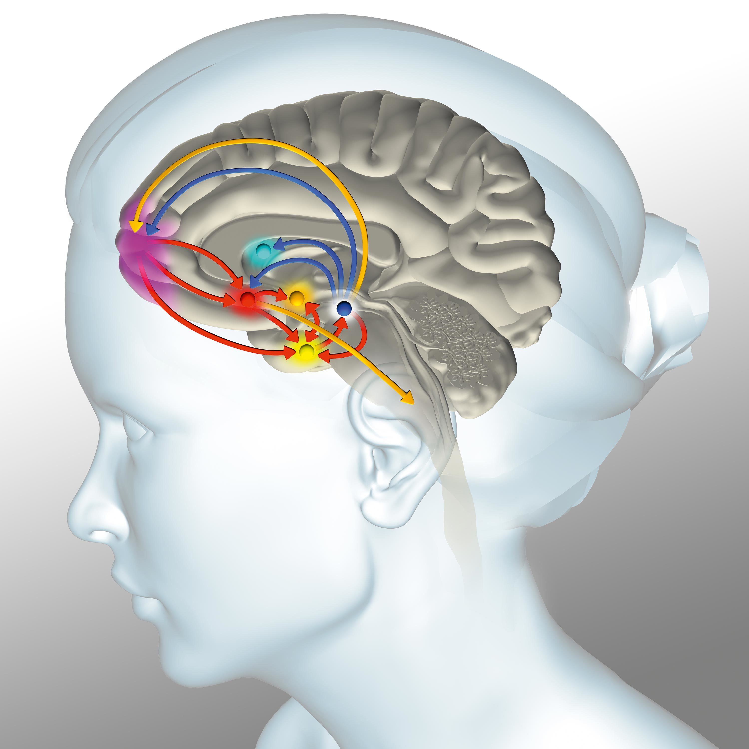 Les aires cérébrales du « circuit de la récompense