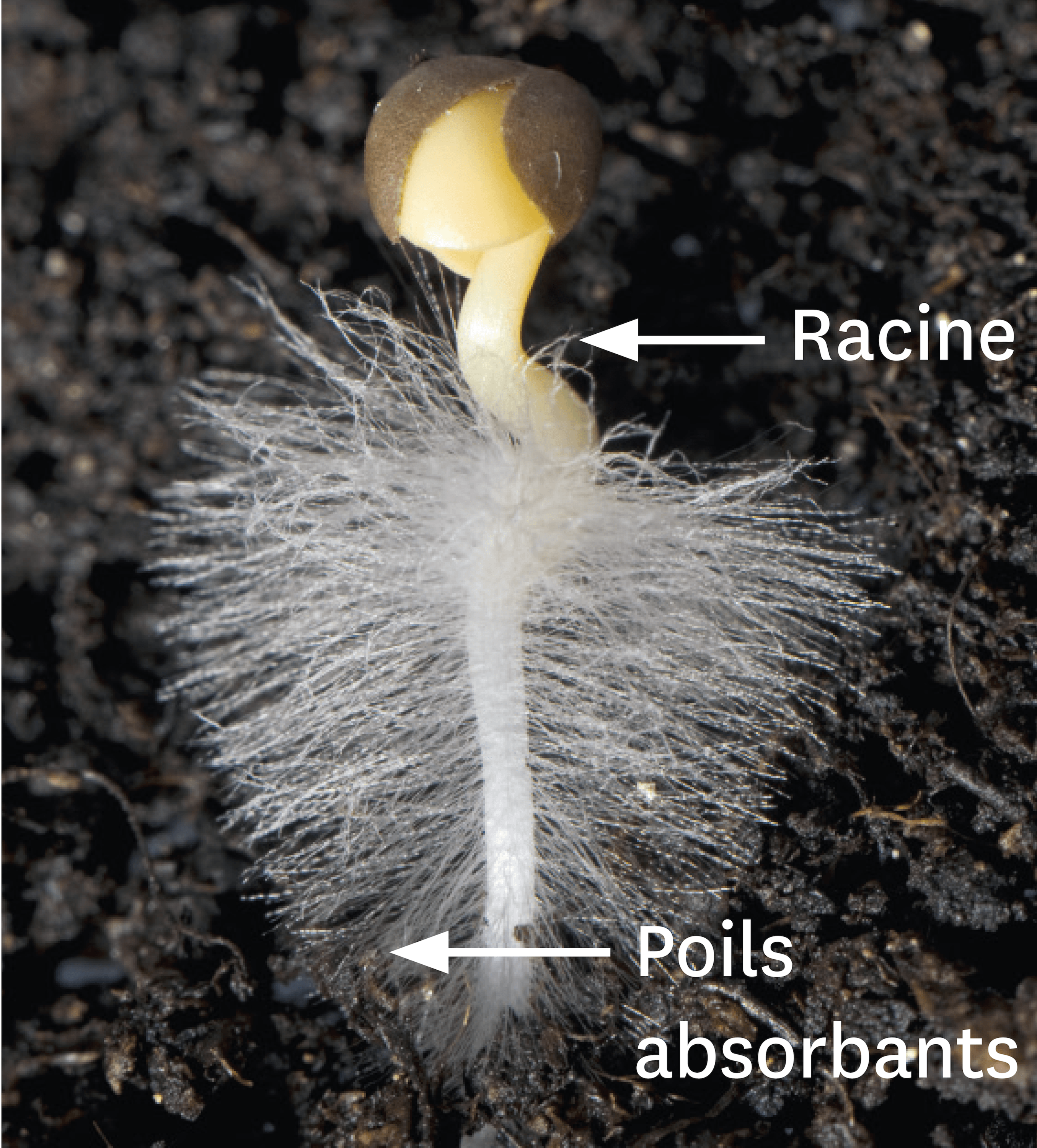 Une observation d’une racine de chou commun.