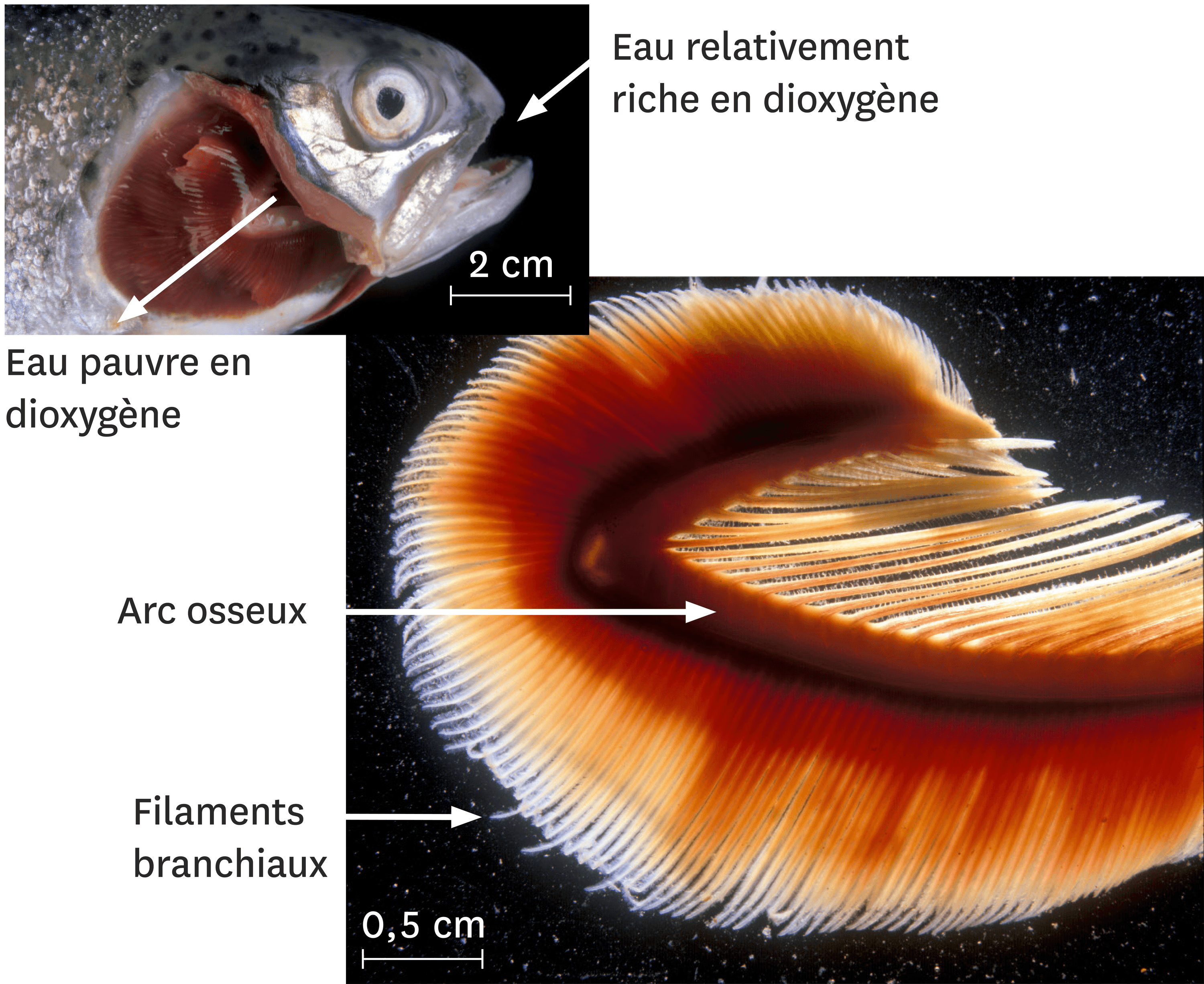 Une observation de branchies de truite.